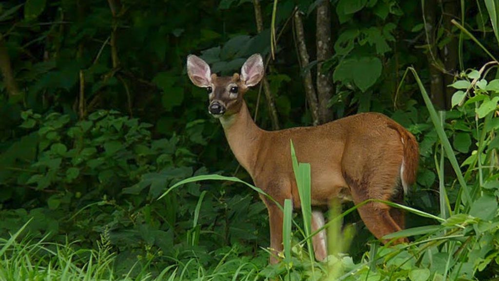 Liberia: FDA and partners to celebrate World Wildlife on March 3 ...