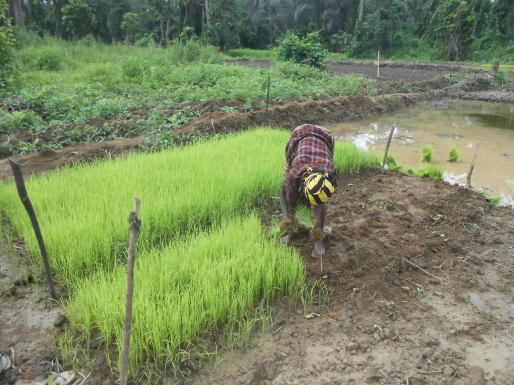 Sustainable Farming Method Brings New Hope for the Conservation of Gola ...