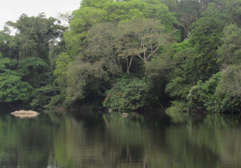 JPN Liberia uncovers Major encroachment on the Gola Forest National ...